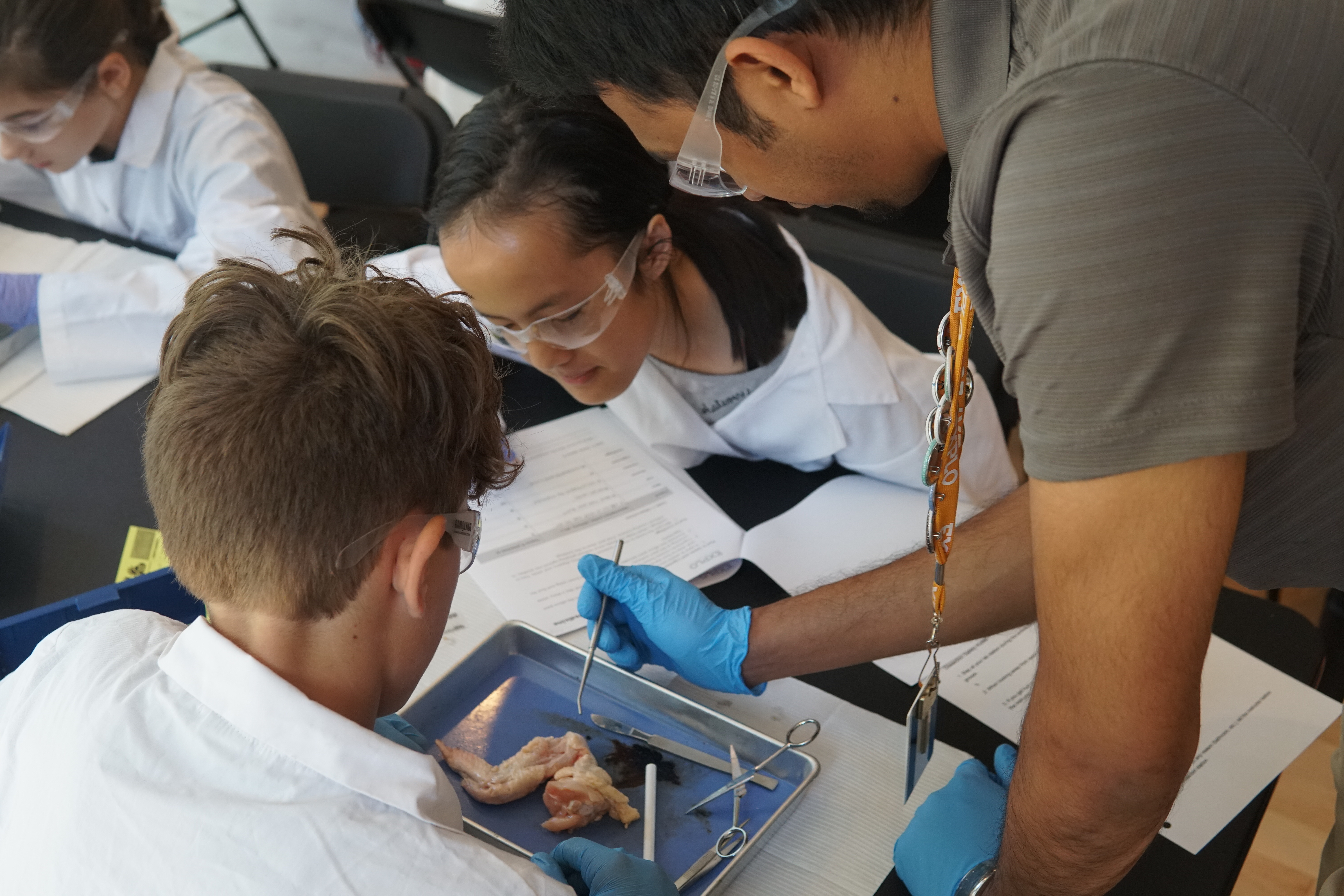 Orthopedics + Sports Medicine: Chicken Wing Dissection