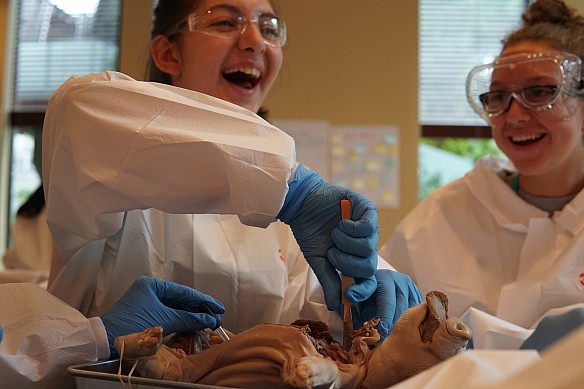 Medical Rounds: Fetal Pig Dissection